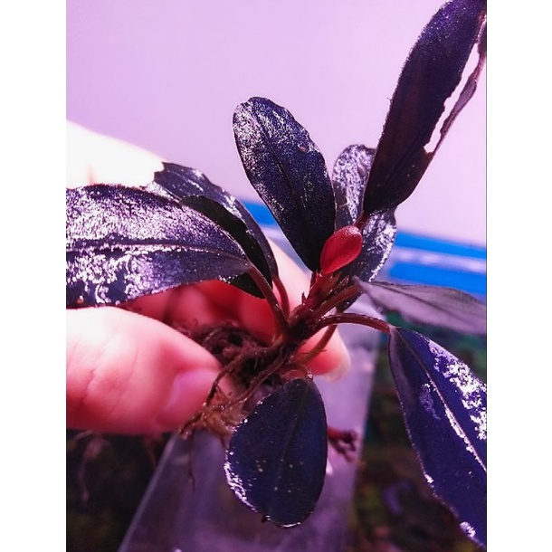 Buce Bucephalandra Aragon fully submerged | Shopee Malaysia