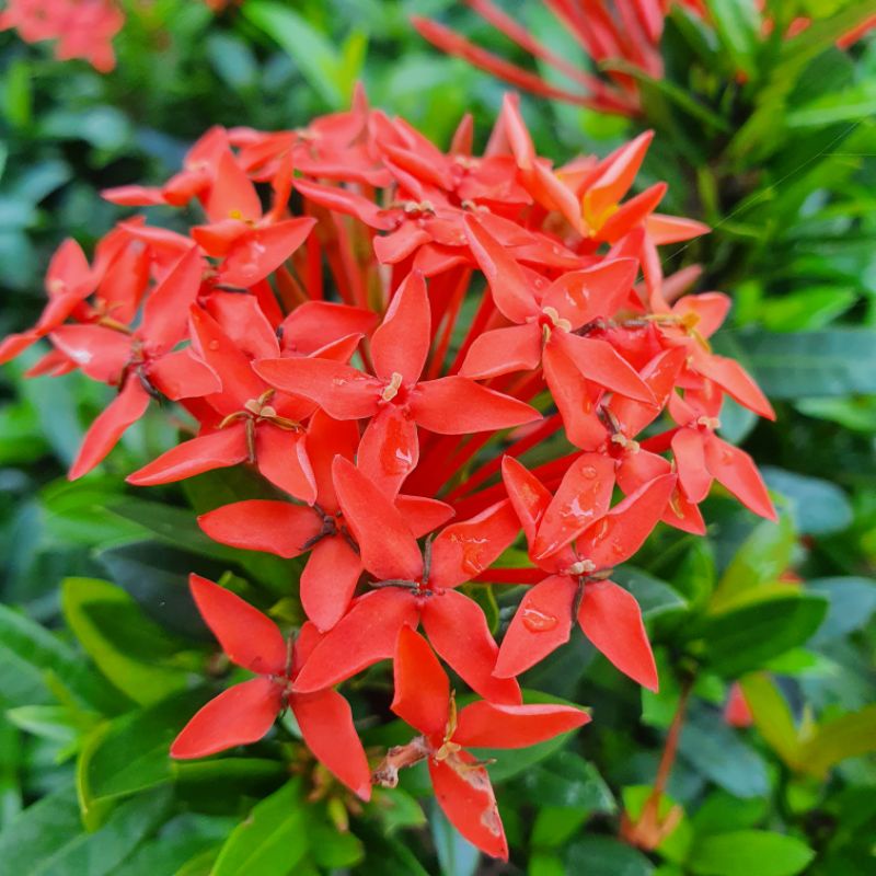 Ixora Plant | Pokok Bunga Jejarum | Bunga Tudung Puyuk | Shopee Malaysia