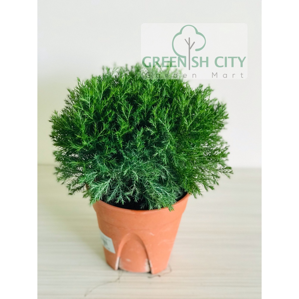 GNC - Round Cedar Pine Live Plant Pokok Juniperus | Shopee Malaysia