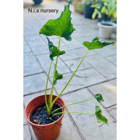 Pokok Keladi Karipap/Alocasia Triangularis (anak) | Shopee Malaysia