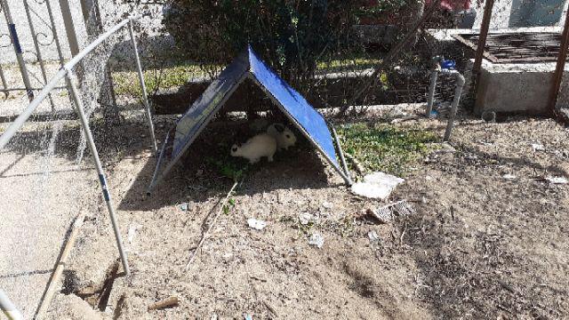 [ASTINO] 3' X 1' Colour Metal Roofing Sheet G28 (0.33 mm) (Fina Blue ...