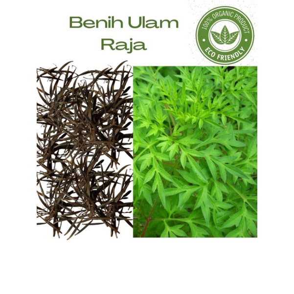 100 seeds sayur Ulam Raja | Biji Benih Ulam Raja | Shopee Malaysia