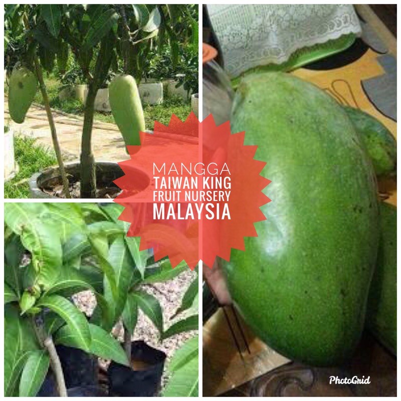 Anak pokok mangga taiwan king hybrid-Fruit Nursery Malaysia | Shopee ...