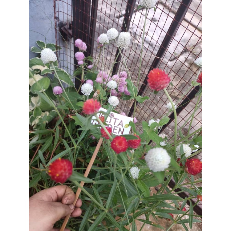 20 BIJI BENIH BUNGA BUTANG CAMPUR WARNA /MIXED COLOURS GLOBE AMARANTH ...