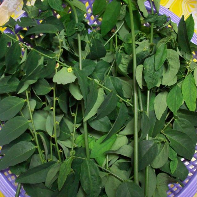 Pokok Sayur Cekur Manis/ Sauropus androgynus | Shopee Malaysia