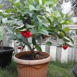 Pokok jambu loceng@bertih | Shopee Malaysia