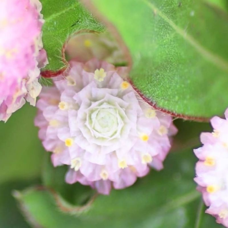 sekuntum/40-50 pcs benih bunga butang pink gomphrena globosa seed plant ...