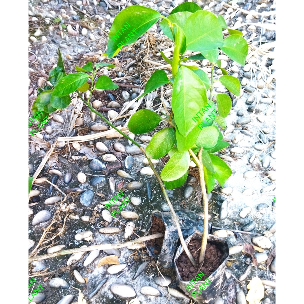 OWN FARM Live Plant SEEDLESS Calamansi Plant Pokok Limau Kasturi BUAH ...