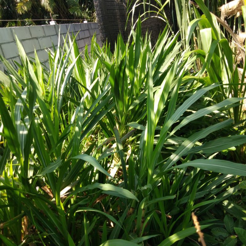 READY STOCK!!!1 BATANG (8inci) KERATAN BATANG RUMPUT NAPIER PANDAN ...
