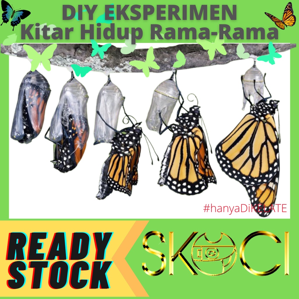 [ORGANIC GARDEN] DIY Eksperimen Kitar Hidup Rama-Rama / Butterfly ...