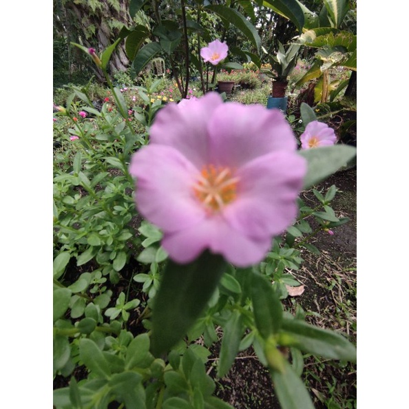 bunga ros jepun selapis warna ungu muda kecil. | Shopee Malaysia