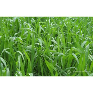 BIJI BENIH RUMPUT RUZI 1KG ALTENATIF SUMBER MAKANAN PENTERNAKAN DAN ...