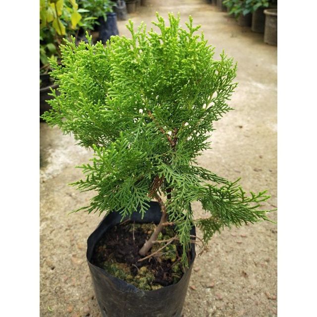 Pokok Thuja Pine ( Anak Pokok ) | Shopee Malaysia