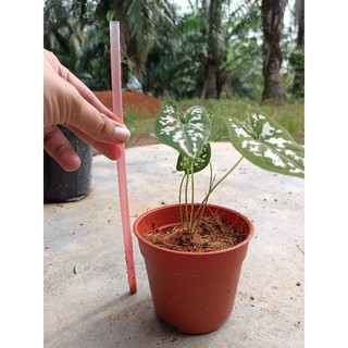 Pokok keladi liliput mini hiasan cantik comel caladium dalam pasu kecil ...