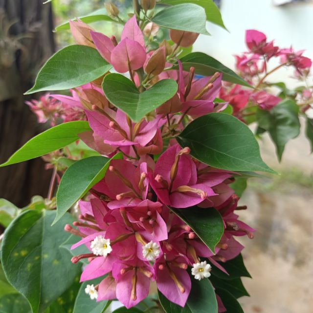 Me-Panyaa, Online Shop | Shopee Malaysia