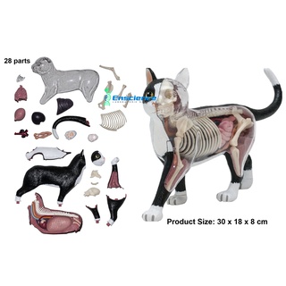 4D MASTER Farm Animal Anatomy Model for SPM, Veterinary Science, Animal ...