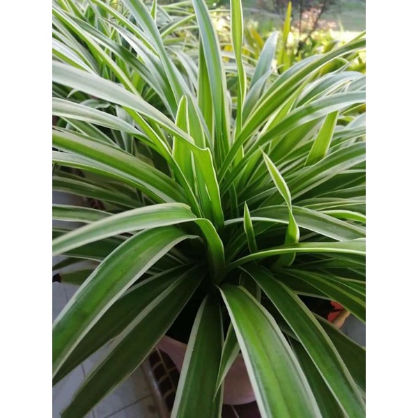 Anak pokok spider plant/spider pant baby | Shopee Malaysia