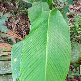 Anak Pokok Lerek dlm Polibag | Shopee Malaysia