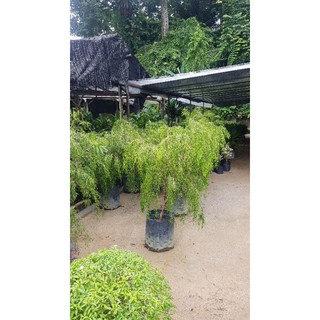 pokok janda merana / weeping willow plant | Shopee Malaysia