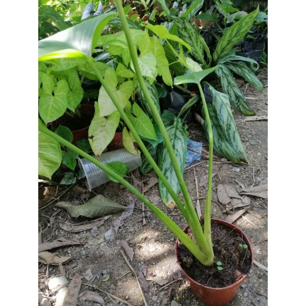 kemoyang hijau/ keladi kemoyang/anak pokok | Shopee Malaysia