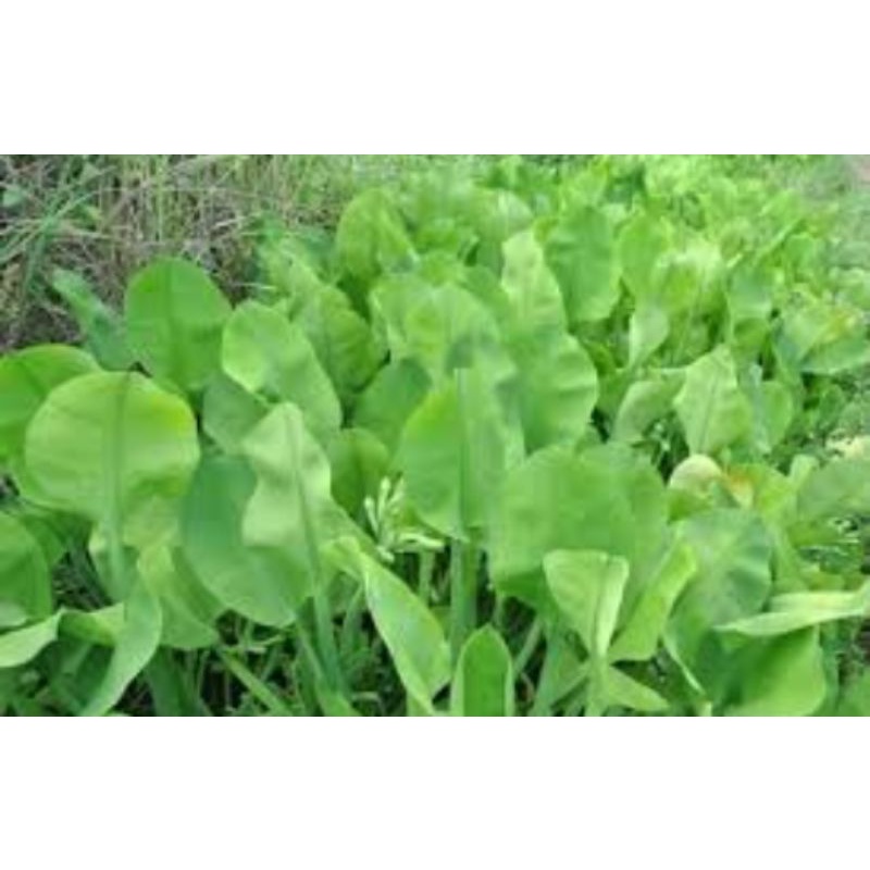 keladi bunting/paku rawan/ genjer/merawan/ selipat/ bunga kelayor ...