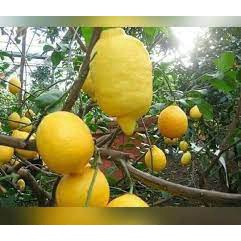 ANAK Pokok Lemon AUSTRALIA Hybrid , ( CEPAT BERBUAH) | Shopee Malaysia