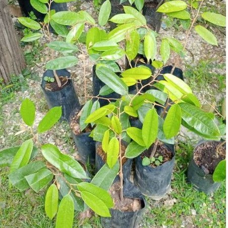ANAK POKOK DURIAN BUNGA MERAH JP SYUHADA | Shopee Malaysia
