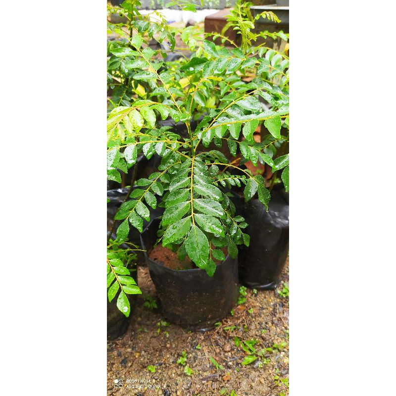 ANAK POKOK KARI CURRY LEAVES LIVE PLANT IN POLYBAG | Shopee Malaysia