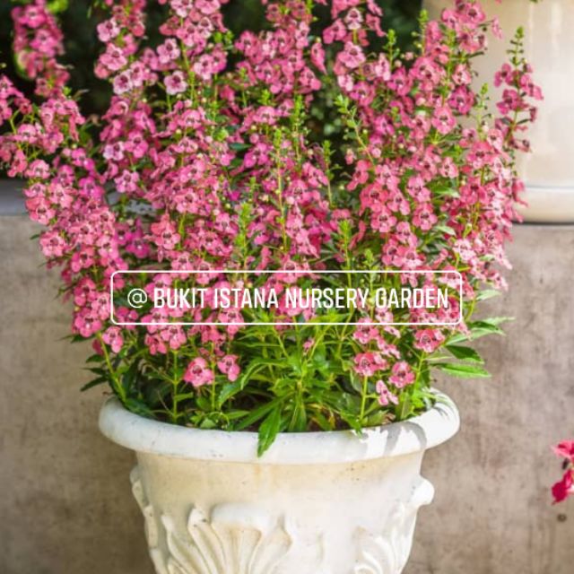 Anak Pokok Bunga Angelonia Pink dalam pasu 13cm (Organik) | Shopee Malaysia