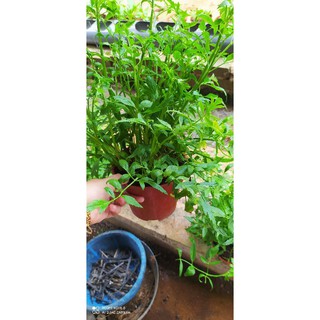 Pokok Ulam Selom Dalam Pasu + Media (Cocopeat) | Shopee Malaysia