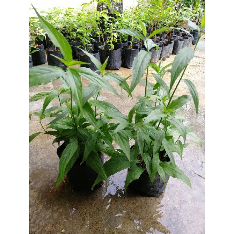 Anak Pokok Belalai Gajah (Pokok rimbun) | Sabah Snake Grass ...