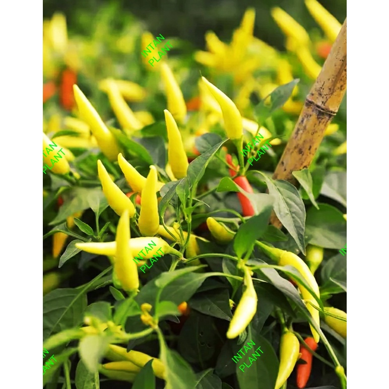 ANAK POKOK CILI PADI / CABAI BURUNG / CAPSICUM FRUTESCENS / CHILI PADI ...