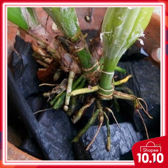ARANG POKOK ORKID 1pack pf 1.5liter | Shopee Malaysia