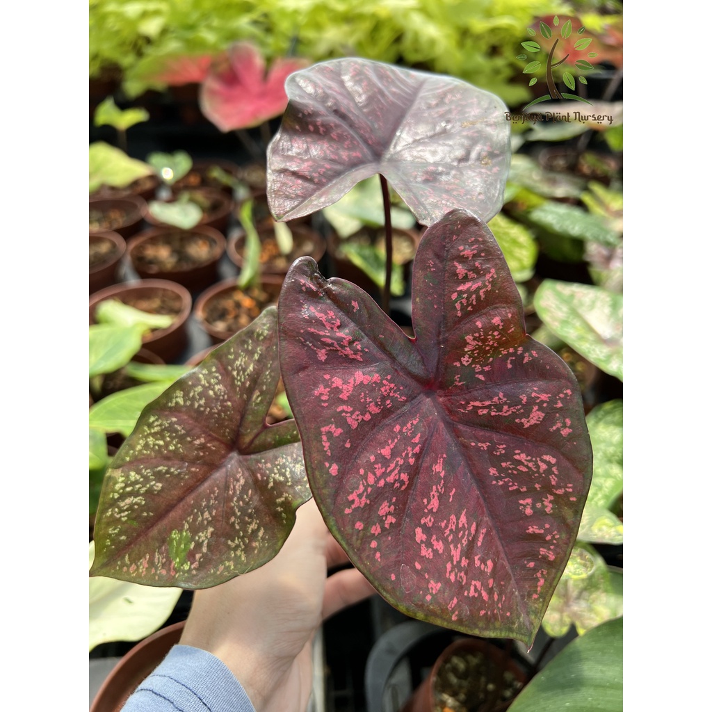 Berjaya Plant Nursery - Pokok Keladi/Caladium(Pokok Keladi Hidup/Pokok ...