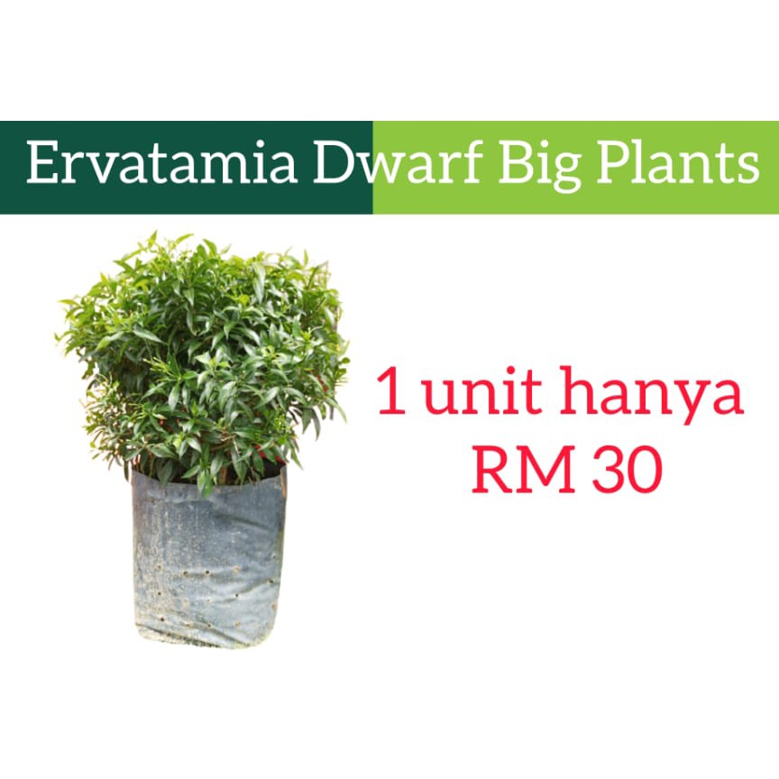 ERVATAMIA DWARF BIG PLANT | Shopee Malaysia