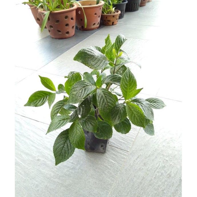 Black Face General Plant (Strobilanthes Crispus) / Fresh Leaves 300g ...