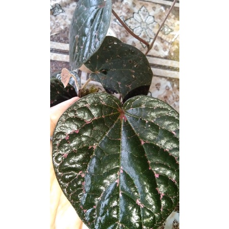 Bunga Sirih Hybrid Rare Plant | Shopee Malaysia