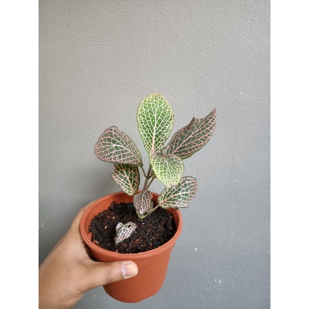 fitonia albivenis family - hijau merah | Shopee Malaysia