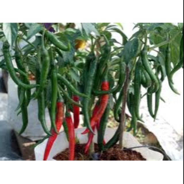 Lada Besar/Anak Pokok Lada | Shopee Malaysia