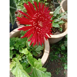 Anak Pokok Daisy/Hutan Daisy/ANAK POKOK SAHAJA BUKAN INDUK | Shopee ...