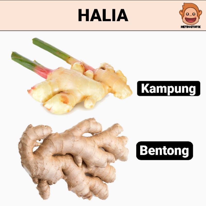 Halia Bentong & Kampung | Pilih Tua & Muda (100g/500g) | Shopee Malaysia