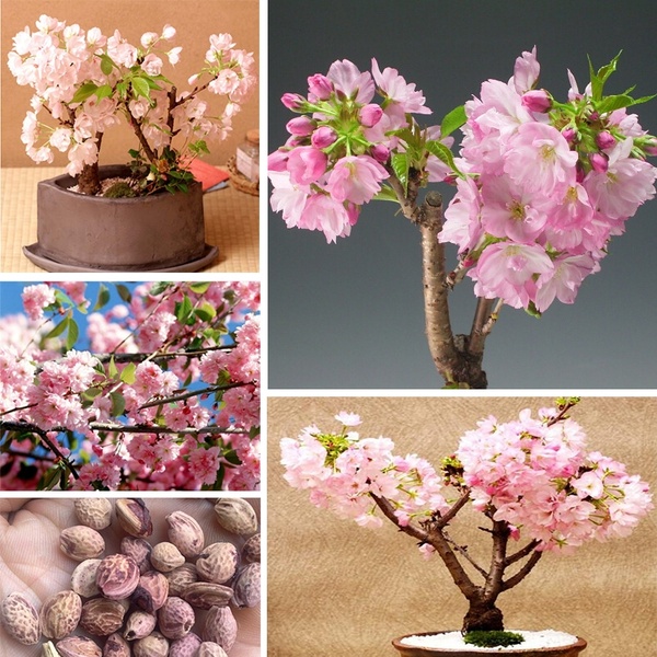 5Pcs Rare Cherry Blossom Seeds Japanese Sakura Seeds Home Garden Bonsai ...