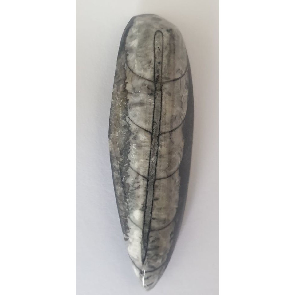 Kuber stone / Finance stone (Real Orthoceras Crystal ) | Shopee Malaysia