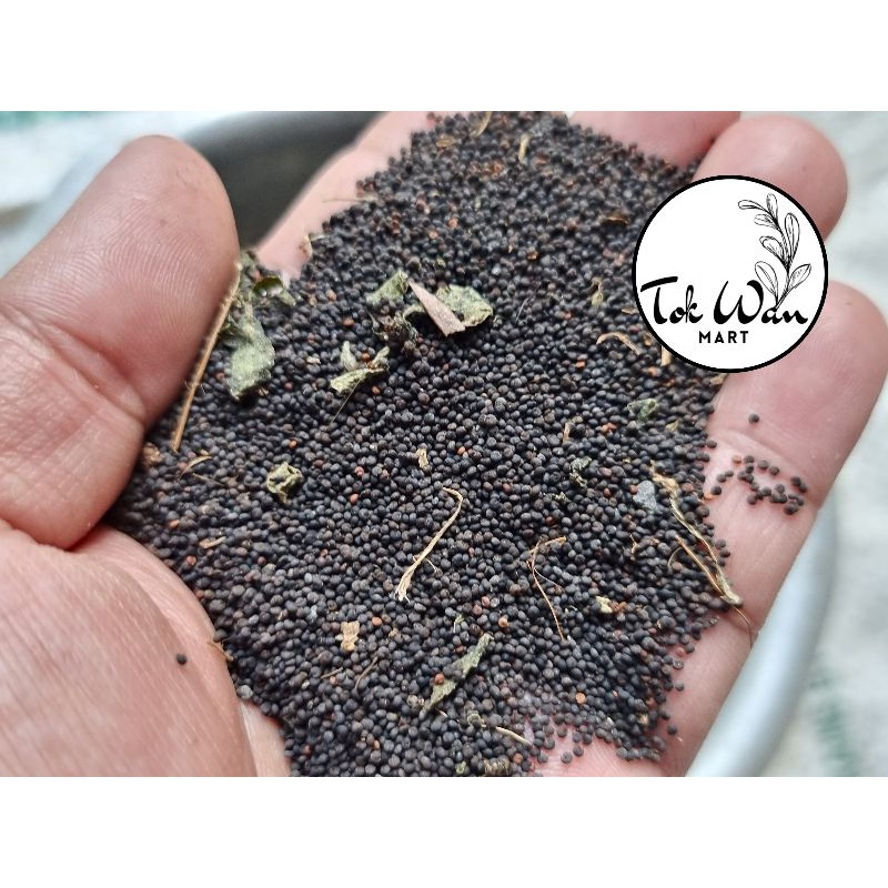 Biji Benih Maman ~5000+++ biji/pack (Benih Baru Petik: 16 September ...