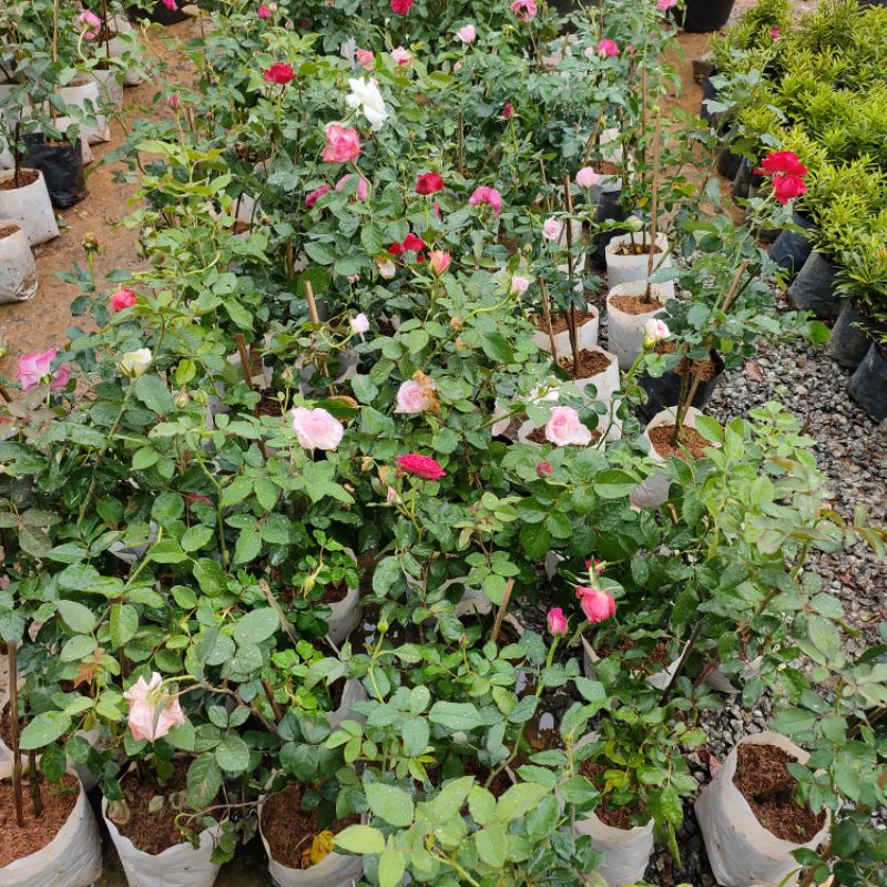 AZ Pokok Ros Thailand/Kampung | Shopee Malaysia