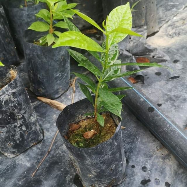 Anak pokok Salam (bay indonesia) & pokok Serai kayu (ulam) | Shopee ...