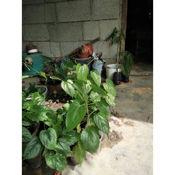 anak pokok sacha inchi | Shopee Malaysia