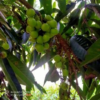 Buah Setar / Kundang Fresh Segar Dari Pokok | Shopee Malaysia