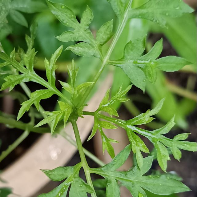 Biji benih ulam raja / daun ulam raja | Shopee Malaysia