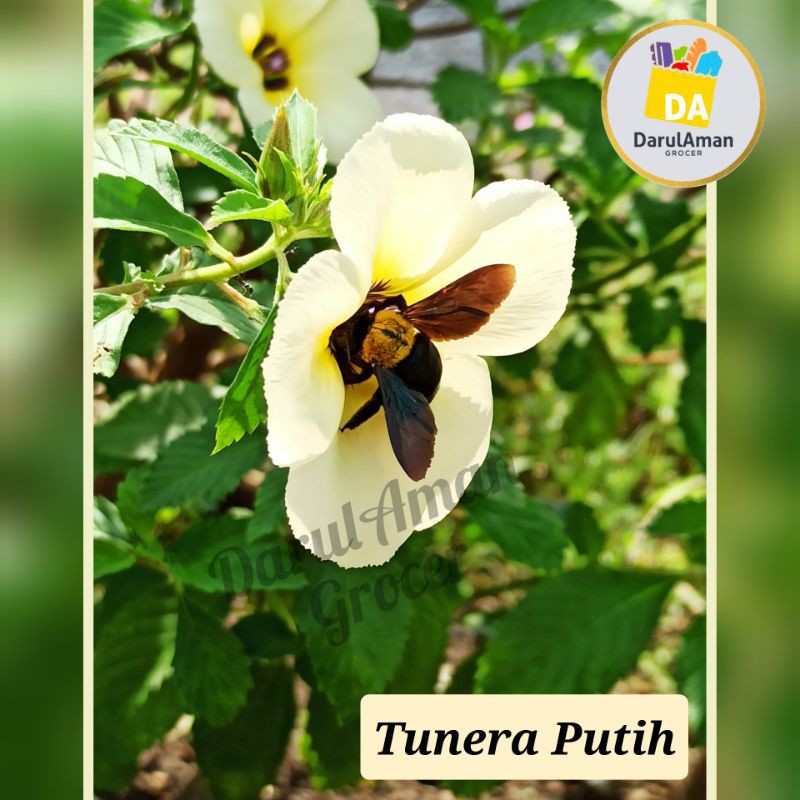 Pokok bunga Tunera Putih (Anak pokok/keratan) Turnera subulata | Tahan ...